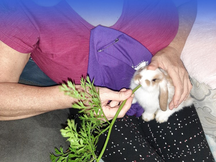 Why cuddle buns? – Cuddly Buns