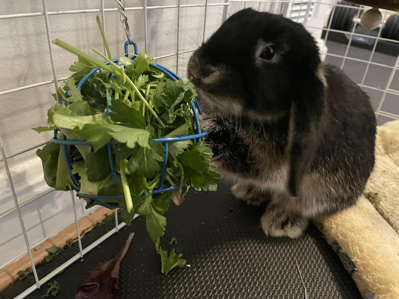 Testimonials – Cuddly Buns